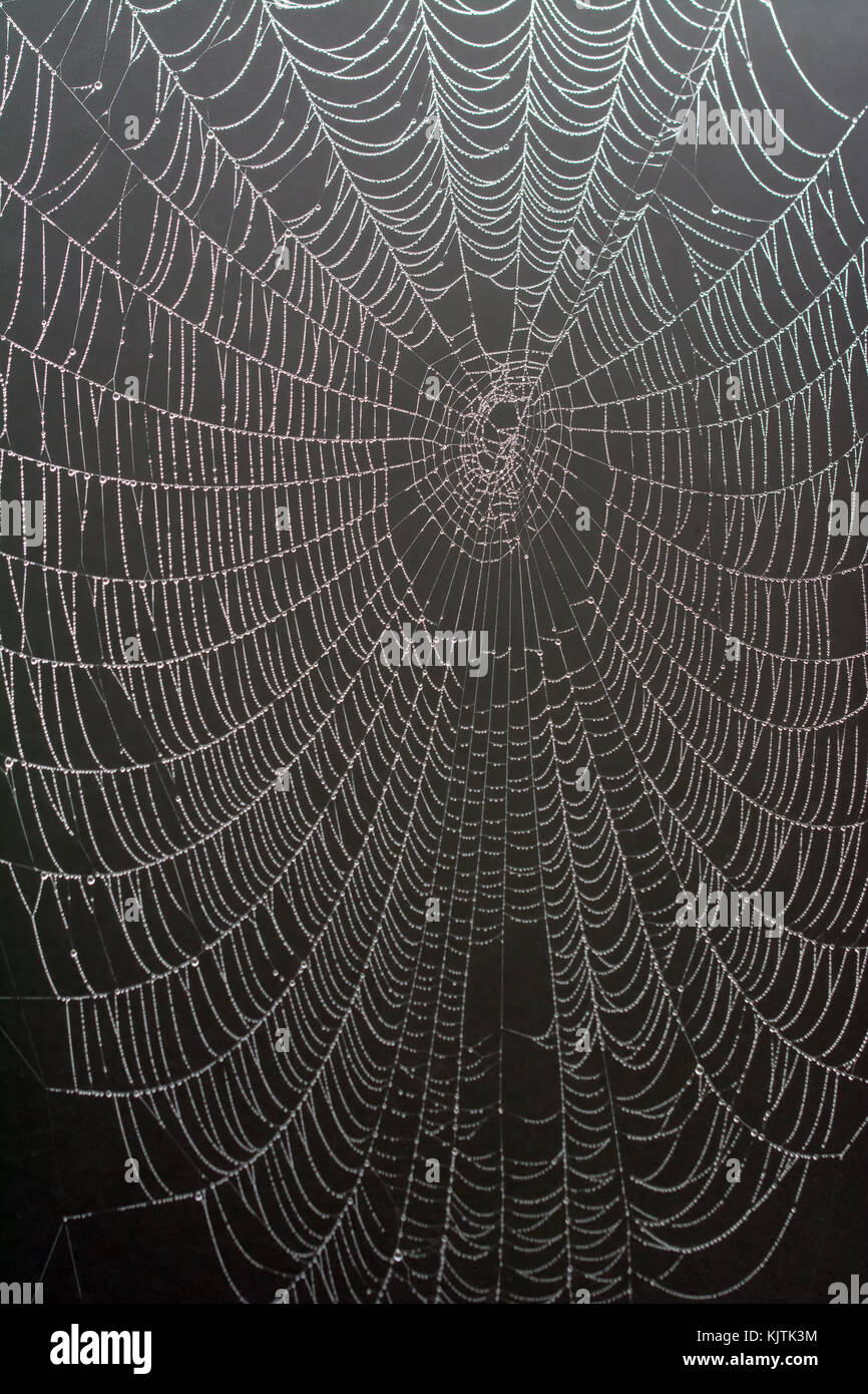 Intricate spider's web with dewdrops on black background Stock Photo ...