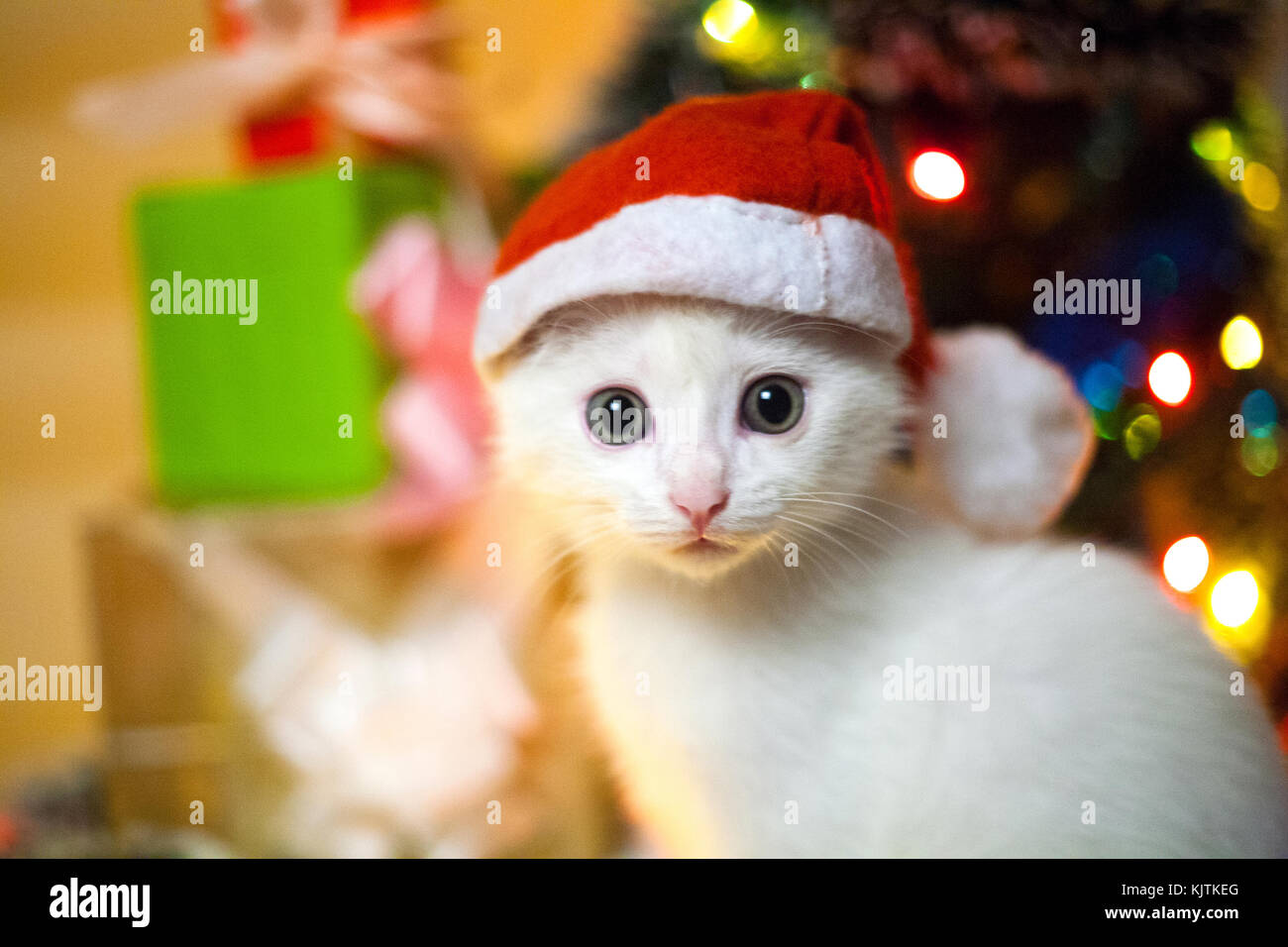 Santa's hat and kitten hi-res stock photography and images - Alamy
