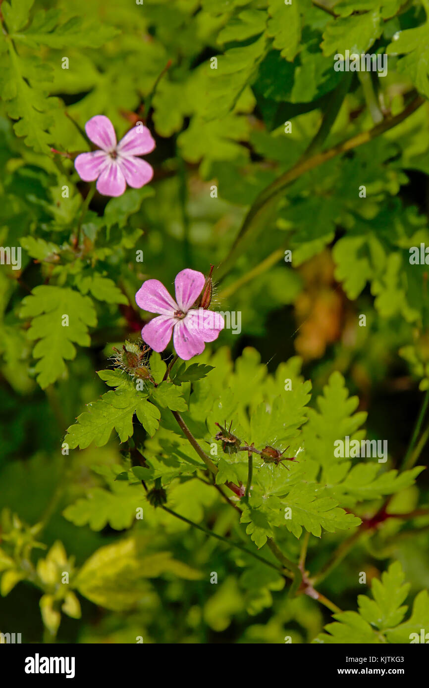 Pink Herb-Robert flowers, also known as Red Robin, Death come quickly ...