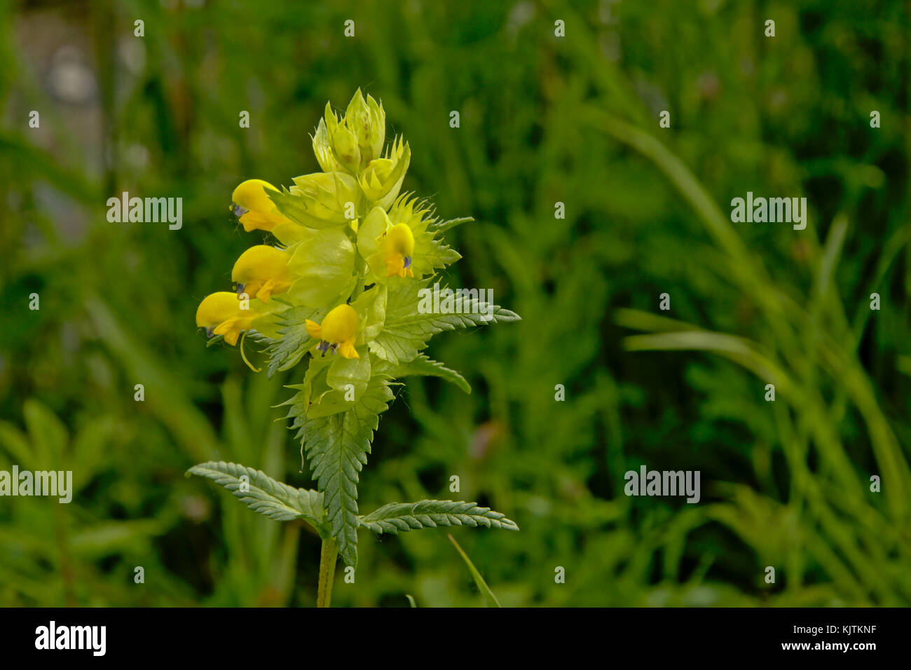 Yellow rattle flower hi-res stock photography and images - Alamy