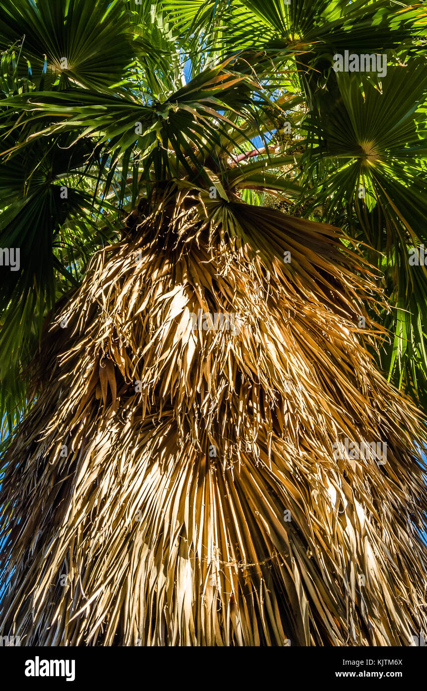 Colorful image of a palm tree, green natural background Stock Photo - Alamy