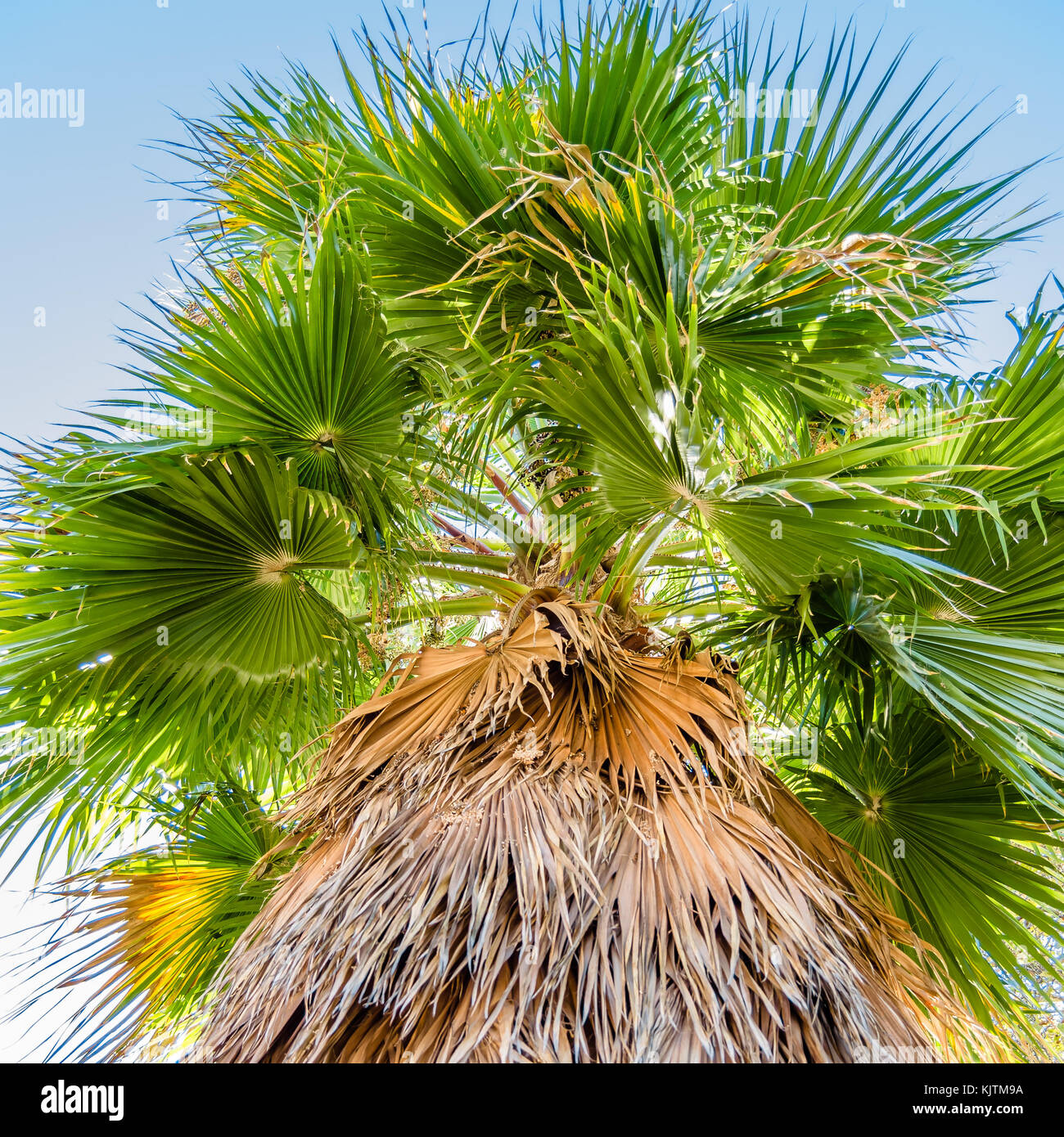 Colorful image of a palm tree, green natural background Stock Photo - Alamy