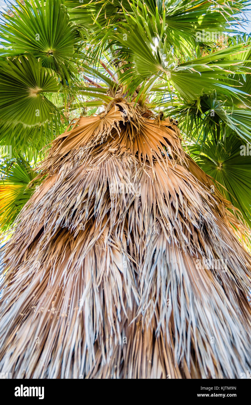 Colorful image of a palm tree, green natural background Stock Photo - Alamy