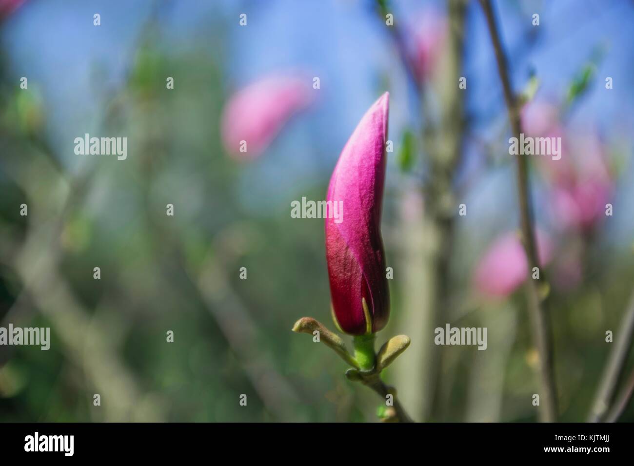 Pink magnolia bud in spring Stock Photo - Alamy