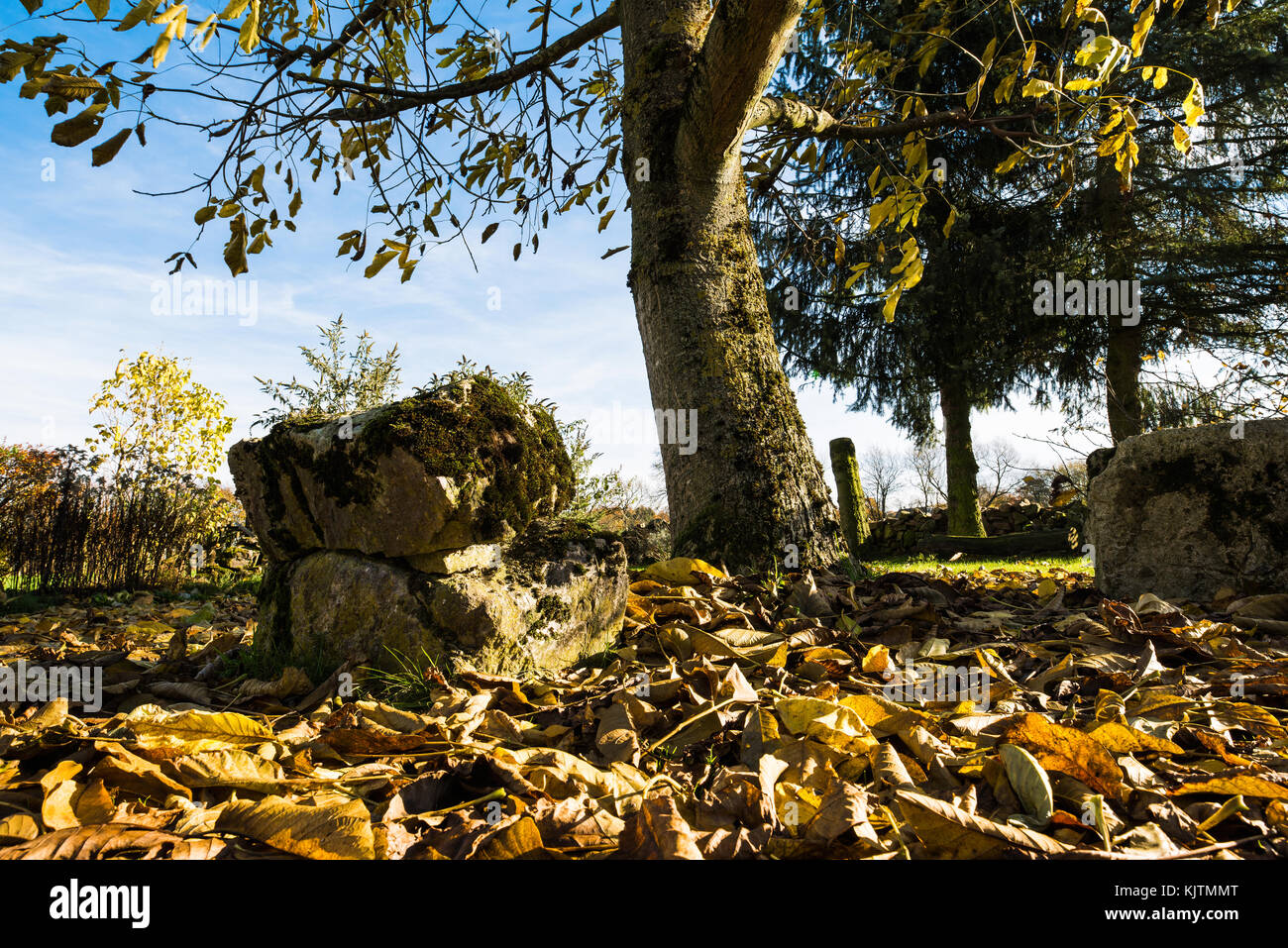 Cleaning foliage hi-res stock photography and images - Alamy