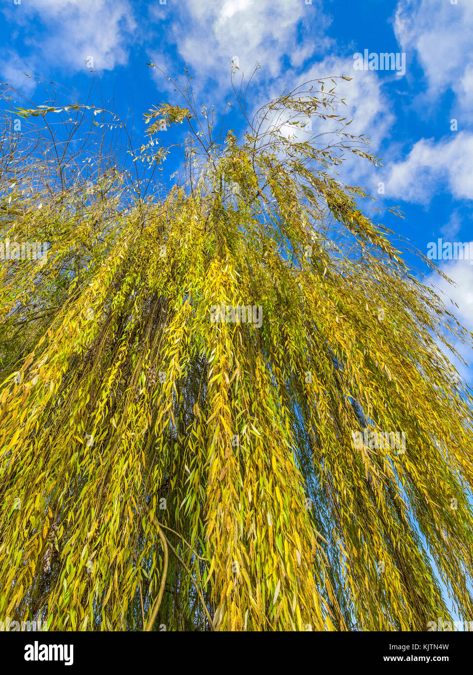 Leaves of Willow tree turning colour in autumn Stock Photo - Alamy