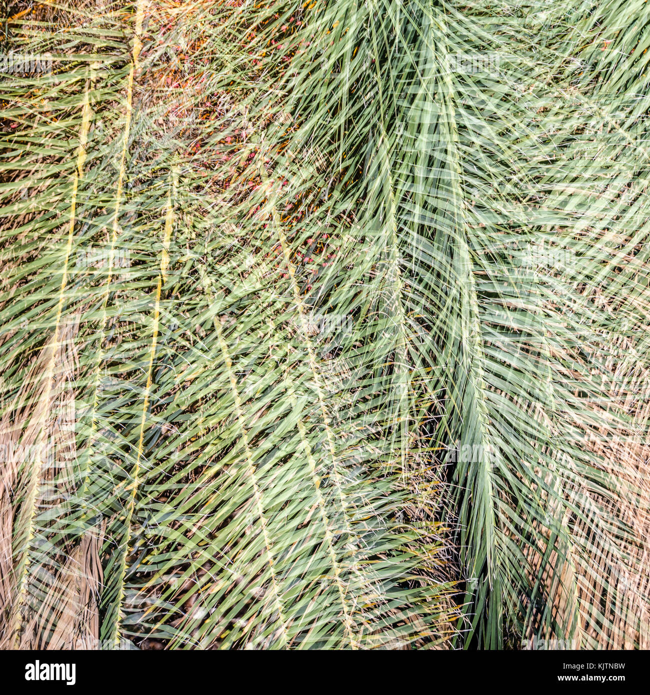 Green palm tree leaves pattern, natural background Stock Photo - Alamy