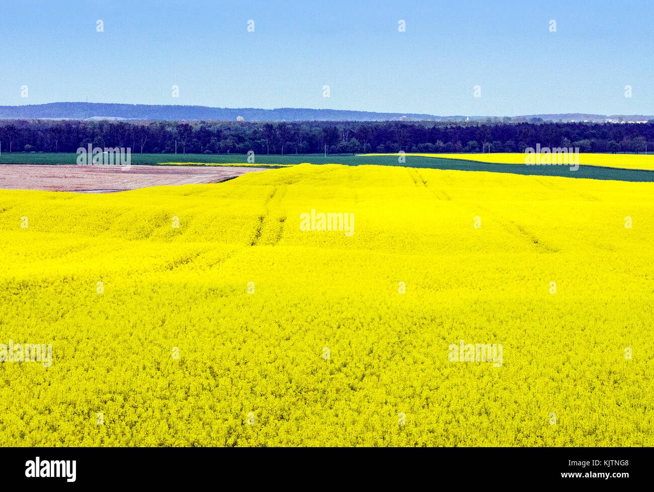 Picturesque yellow rapeseed fields in spring and woods in a distance ...