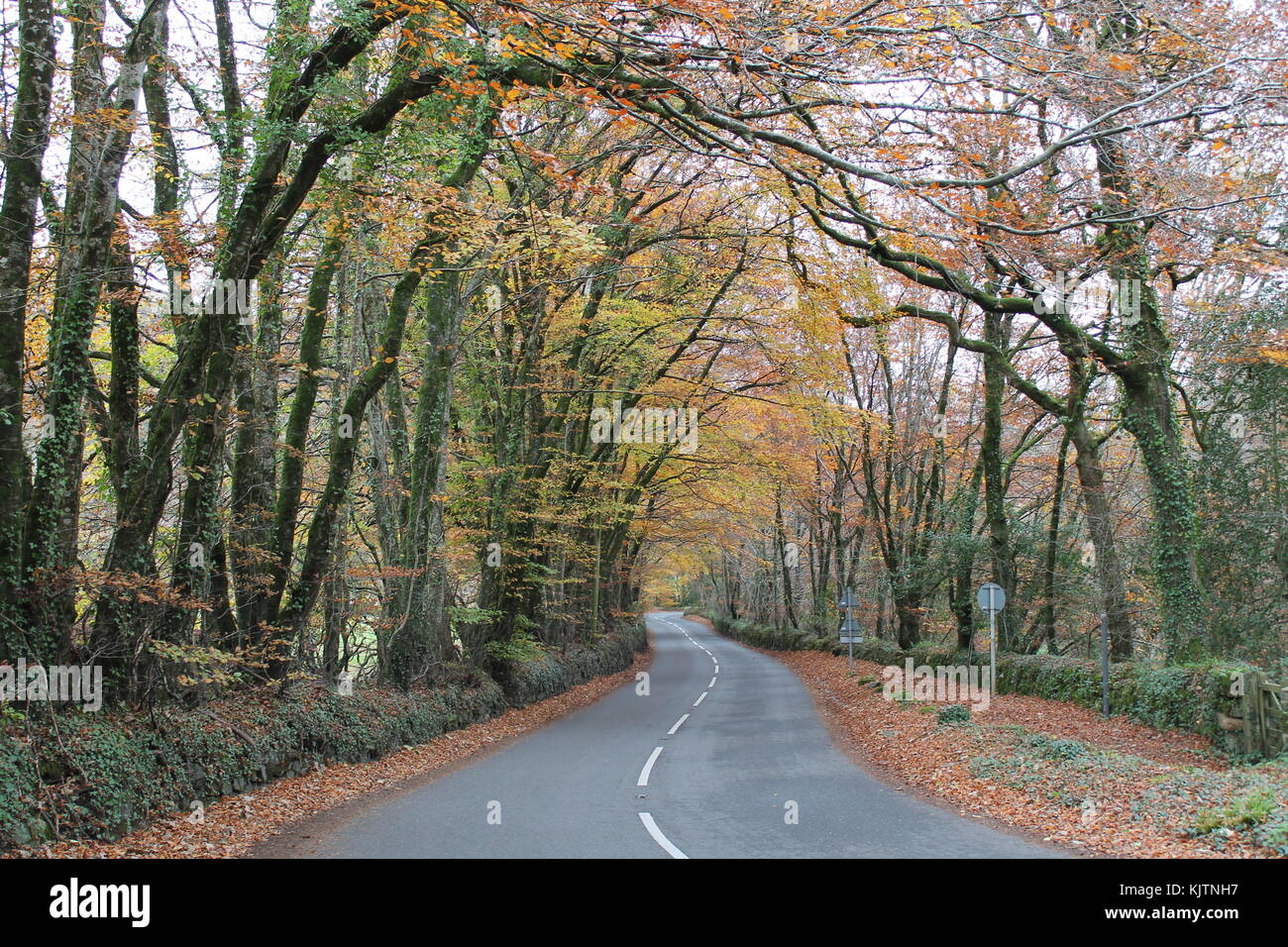 Autumn trees Dartmoor National Park, Devon Stock Photo - Alamy