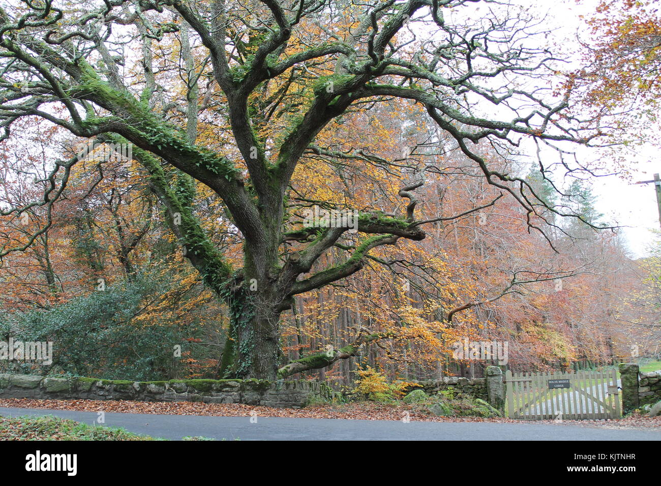 Fallen devon oak tree hi-res stock photography and images - Alamy
