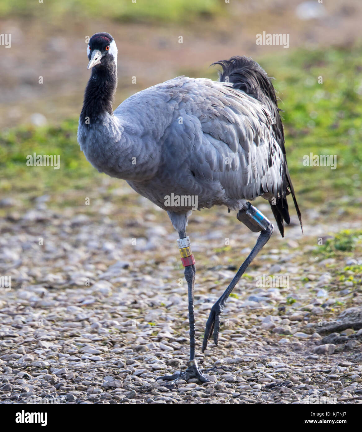 Common Crane from the Great Crane Project Stock Photo - Alamy