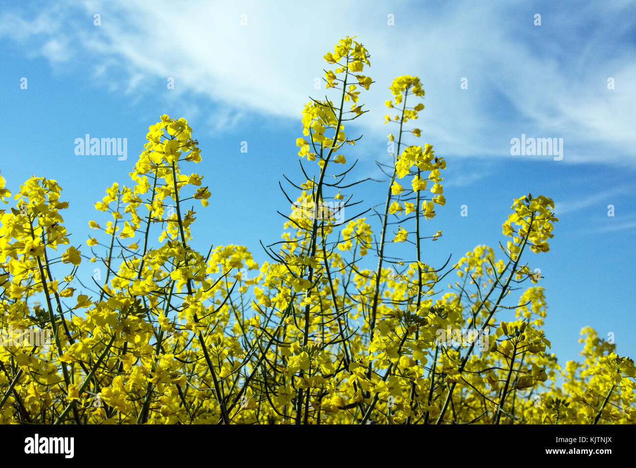 Closeup of rapeseed plants against the blue sky - springtime Stock ...