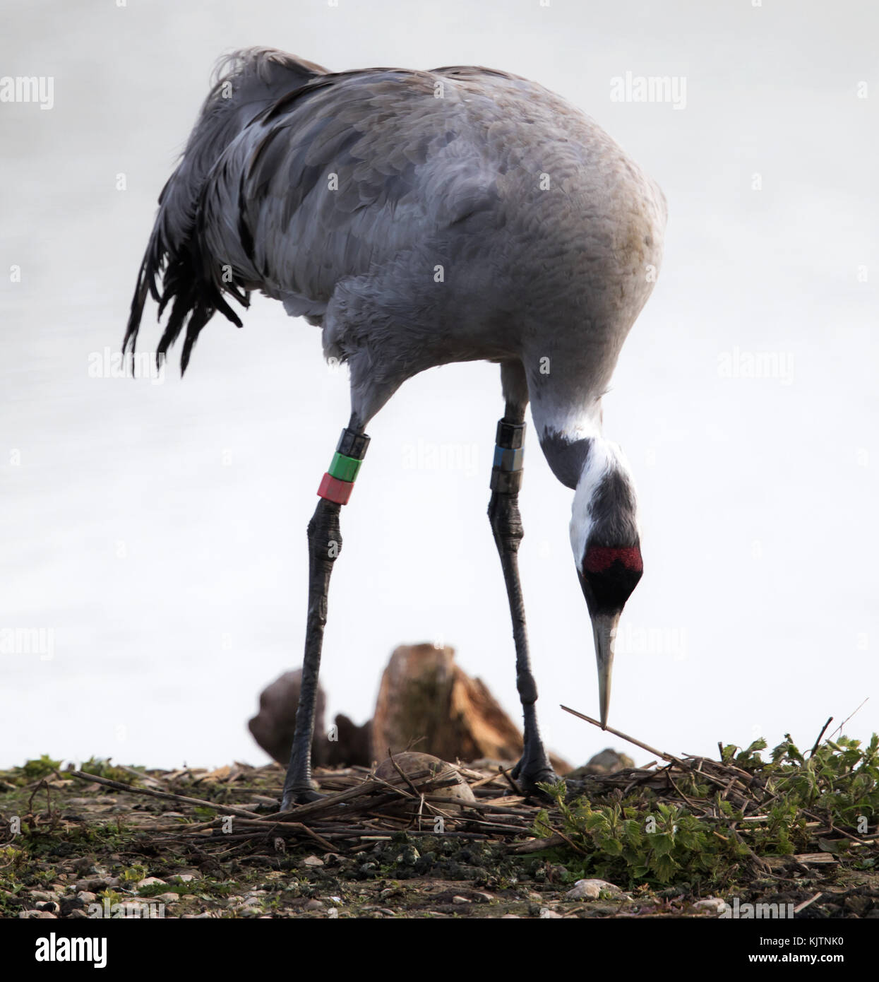 Common Crane from the Great Crane Project Stock Photo - Alamy