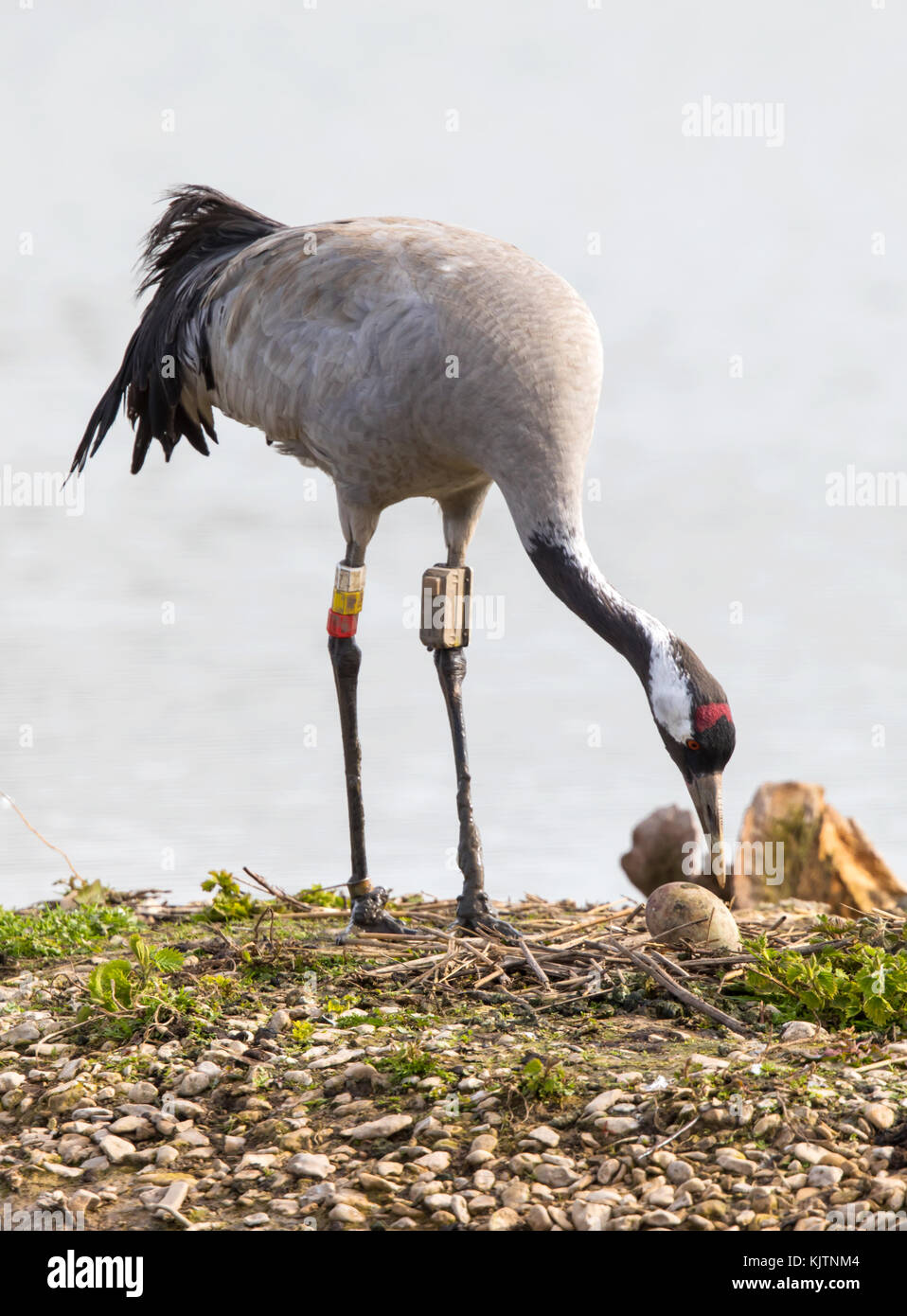 Common Crane from the Great Crane Project Stock Photo - Alamy