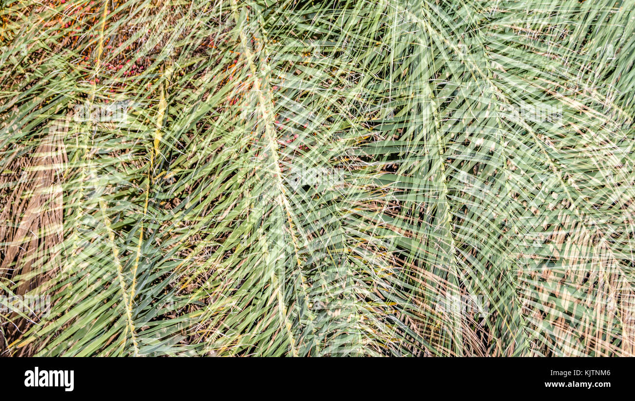 Green palm tree leaves pattern, natural background Stock Photo - Alamy