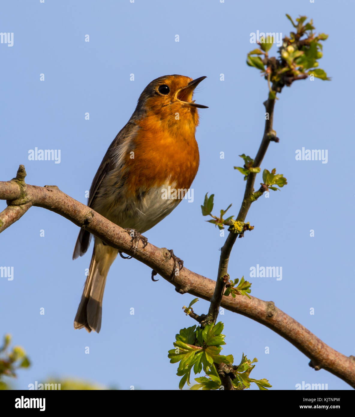 Robin in full song Stock Photo - Alamy