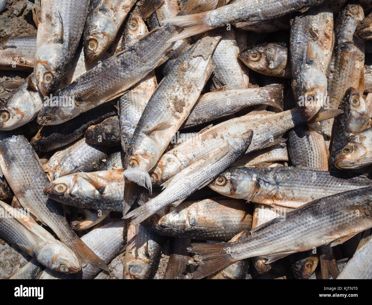 Dead fish due to the drought that has dried up a lake Stock Photo - Alamy