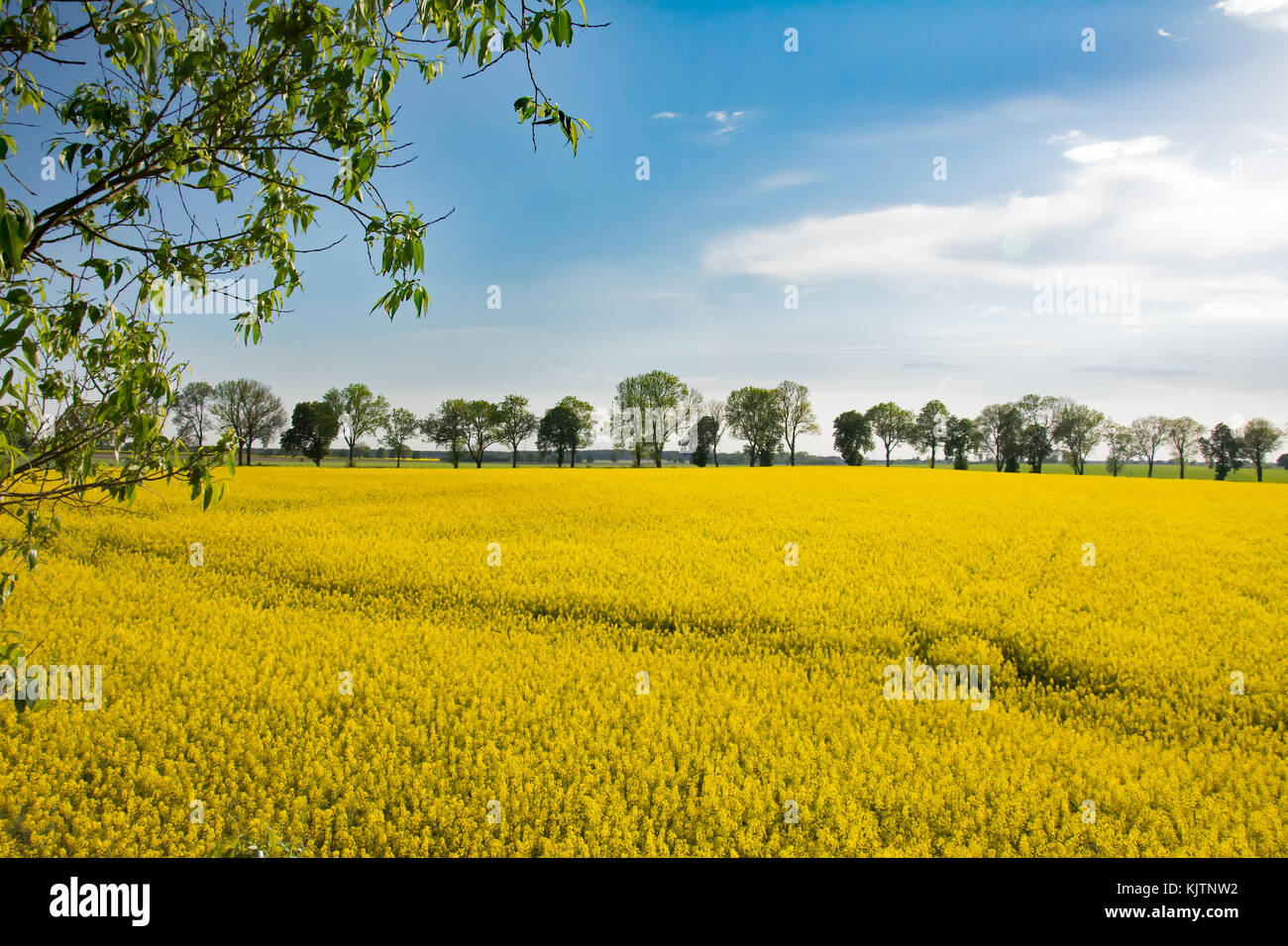 Yellow rapeseed fields in Poland in spring Stock Photo - Alamy