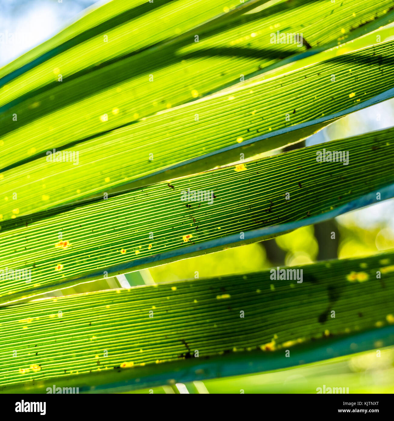 Green palm tree leaves pattern, natural background Stock Photo - Alamy