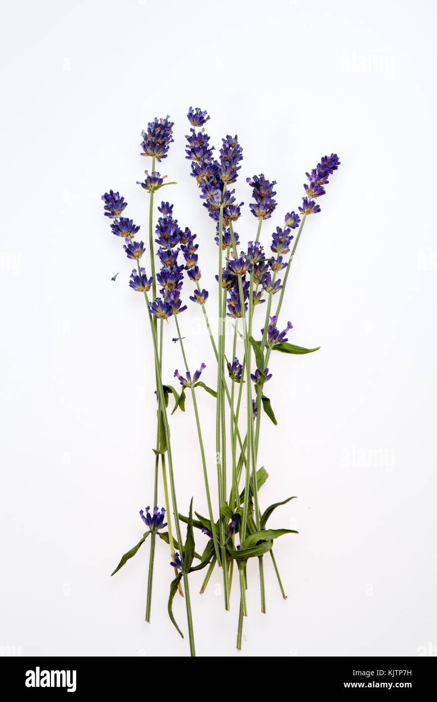 Lavender isolated on white background Stock Photo - Alamy