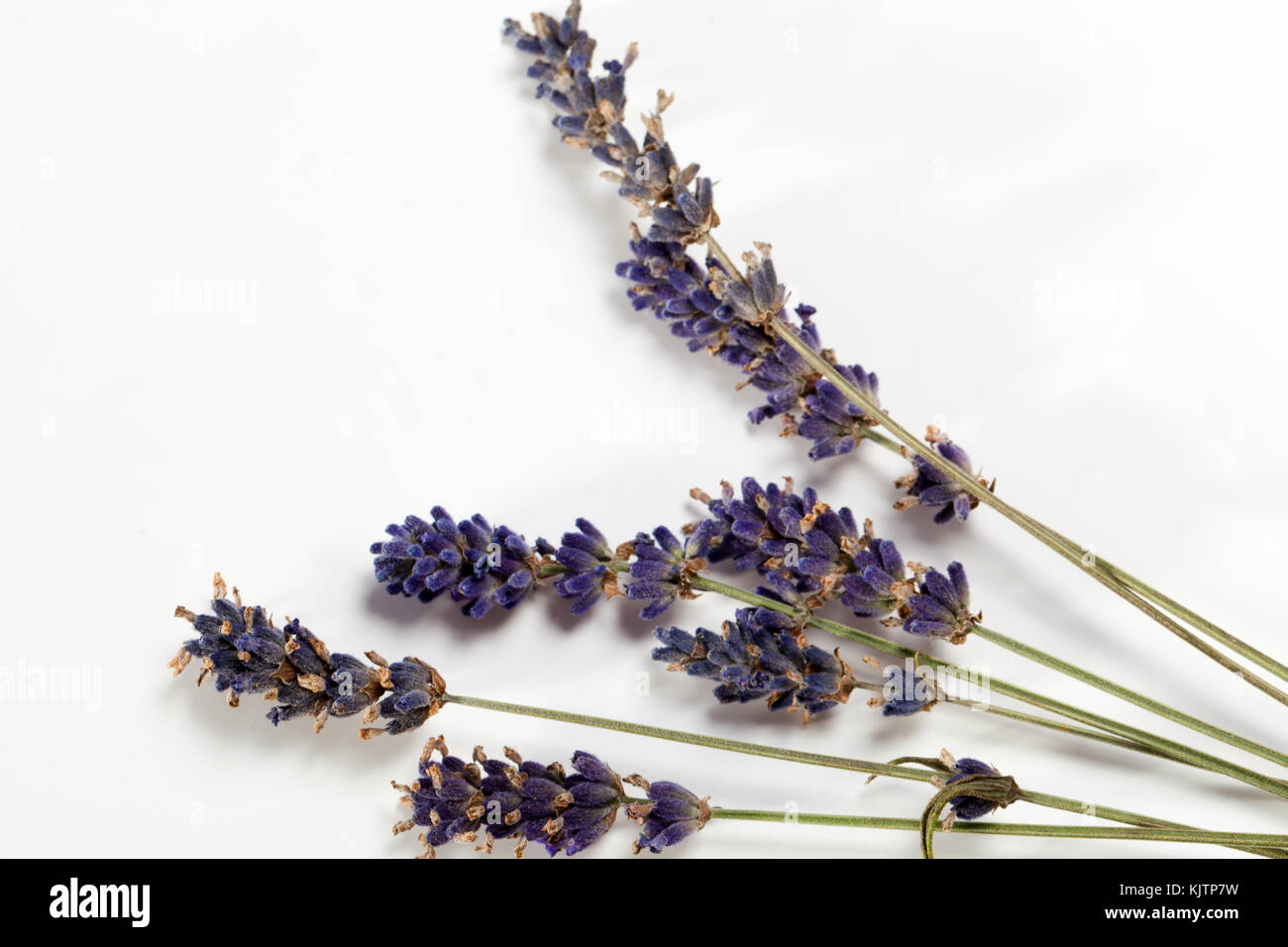 Lavender isolated on white background Stock Photo - Alamy