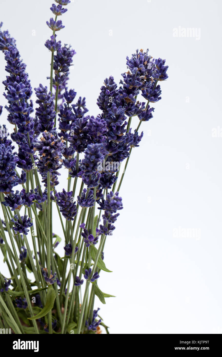 Lavender isolated on white background Stock Photo - Alamy