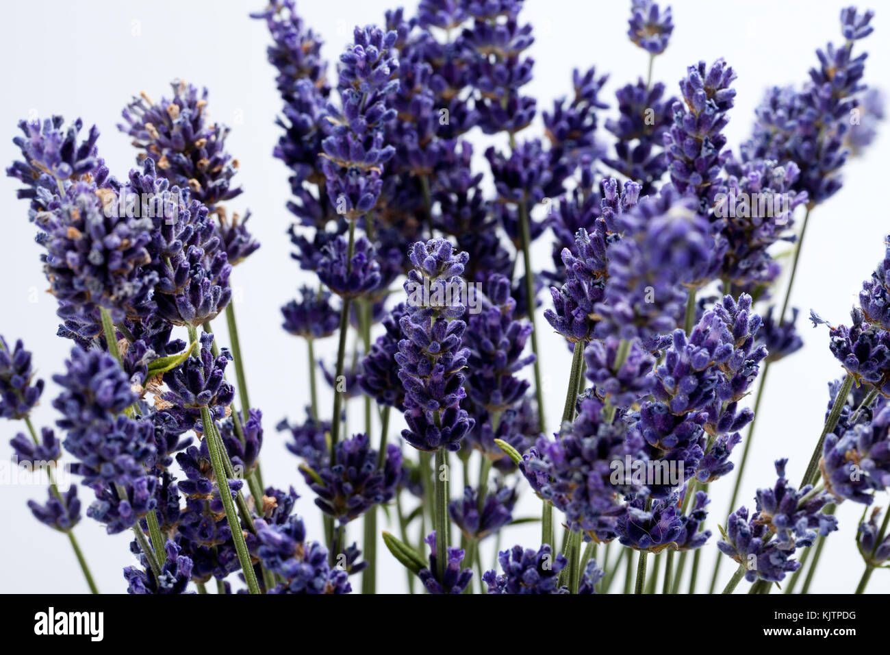 Lavender isolated on white background Stock Photo - Alamy