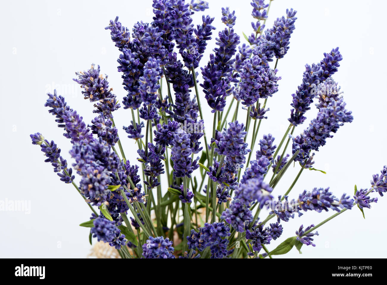 Lavender isolated on white background Stock Photo - Alamy