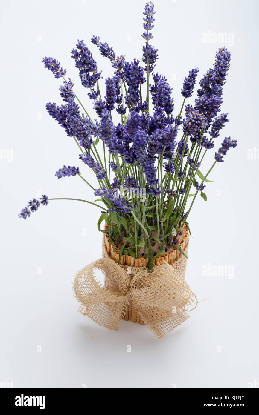 Lavender isolated on white background Stock Photo - Alamy