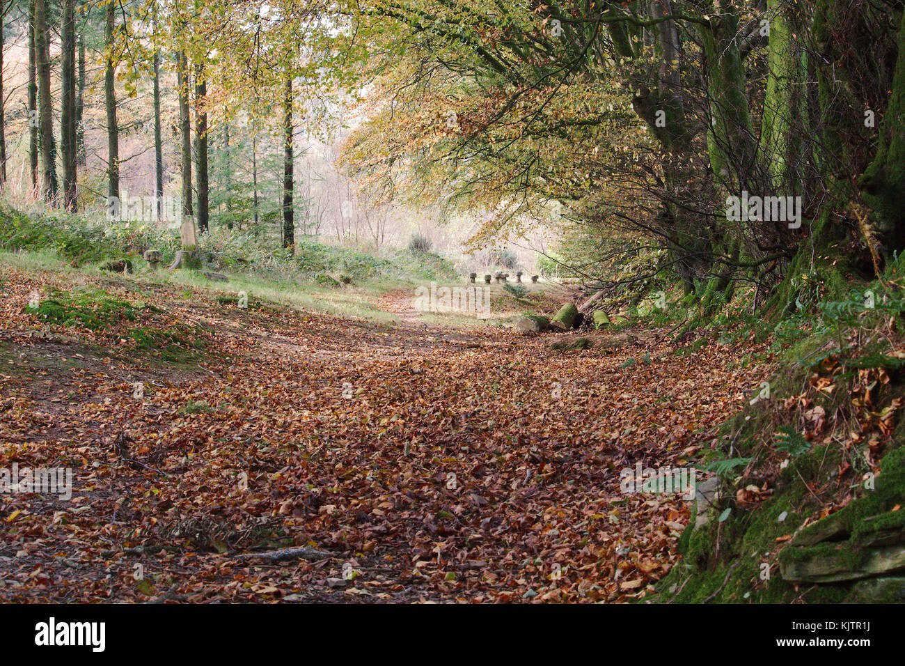 A woodland Autumnal or Fall landscape scene in landscape orientation ...