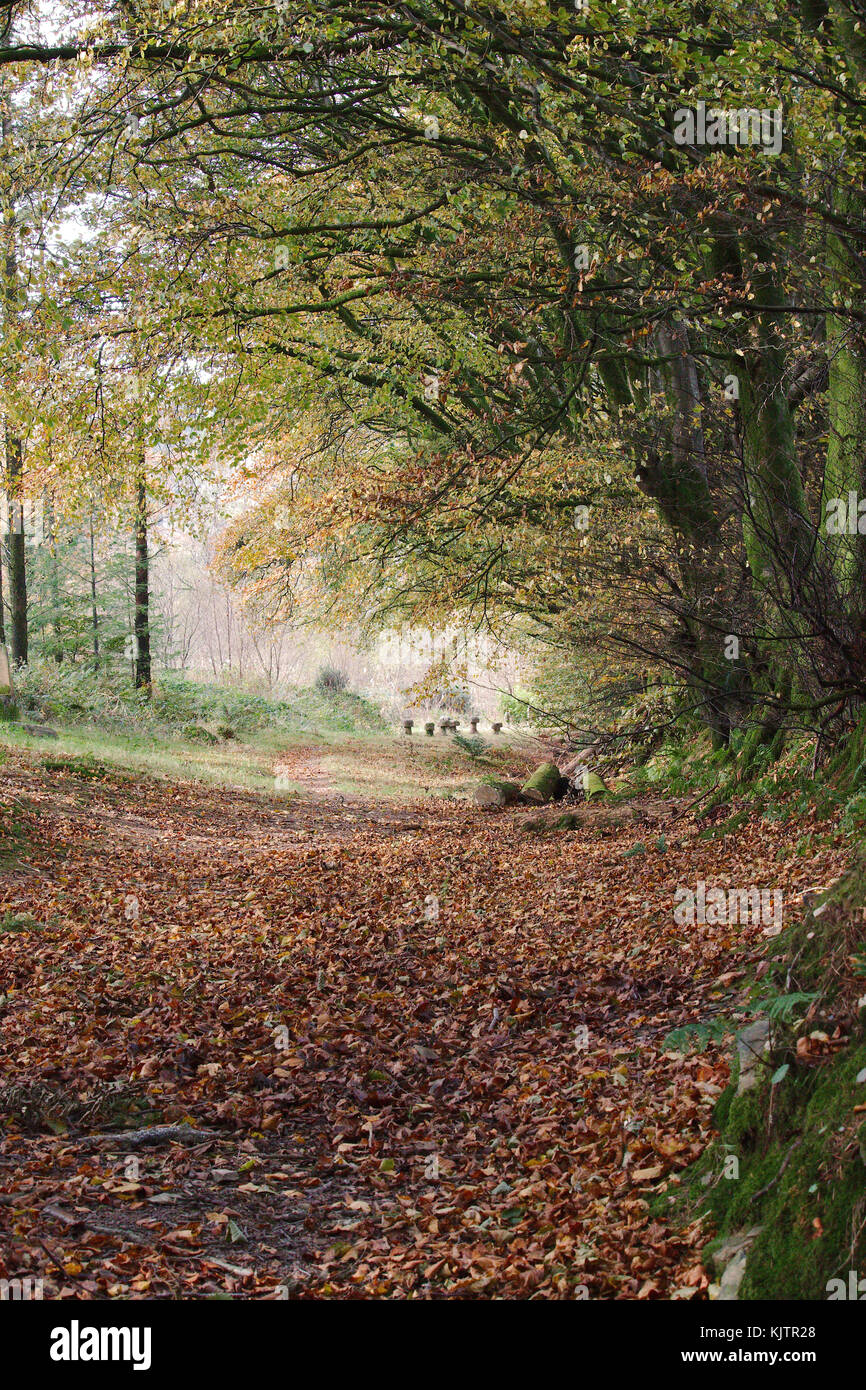 A woodland Autumnal or Fall landscape scene in portrait orientation ...