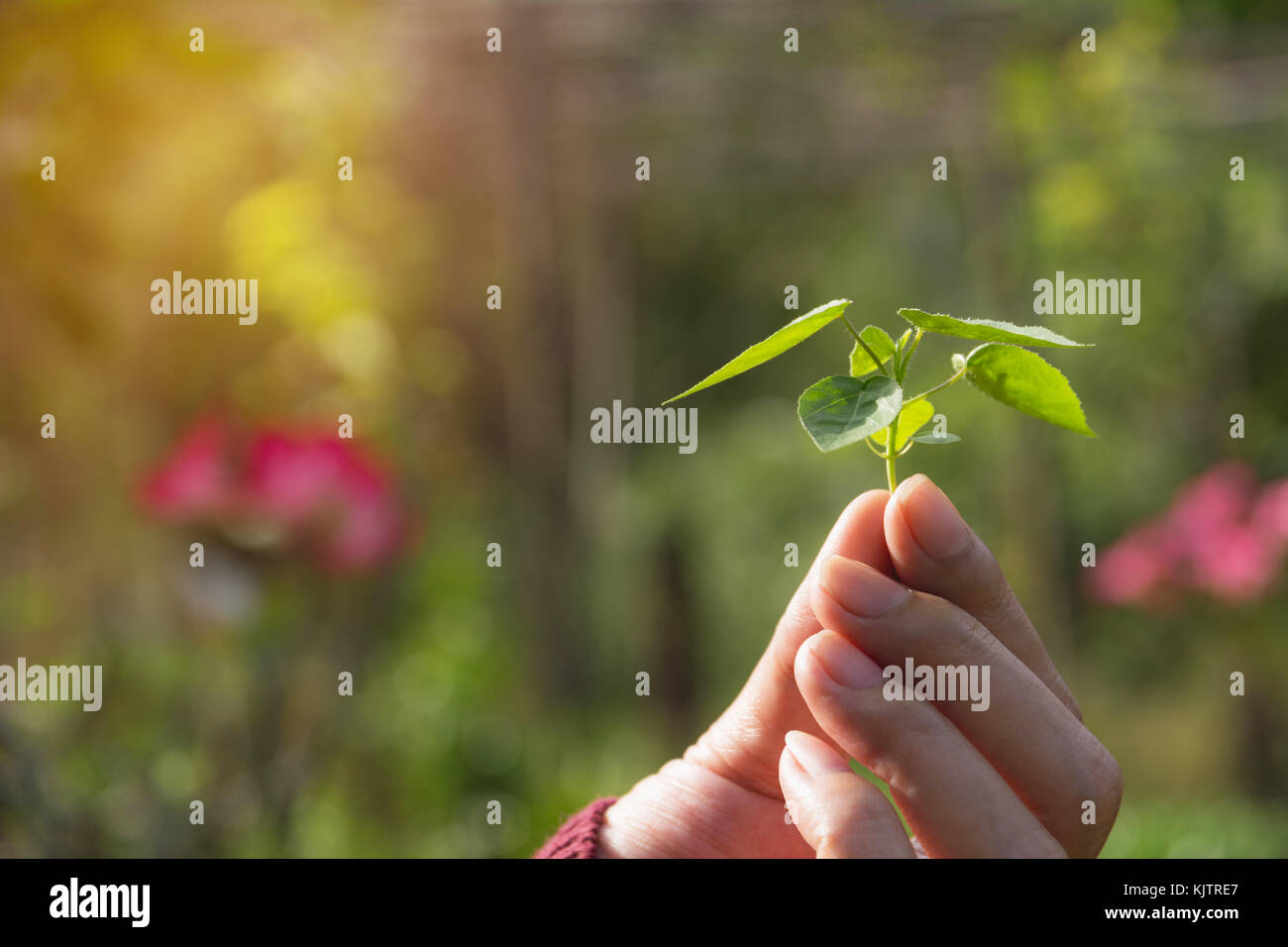 Human hands holding green small plant life concept. Ecology concept ...
