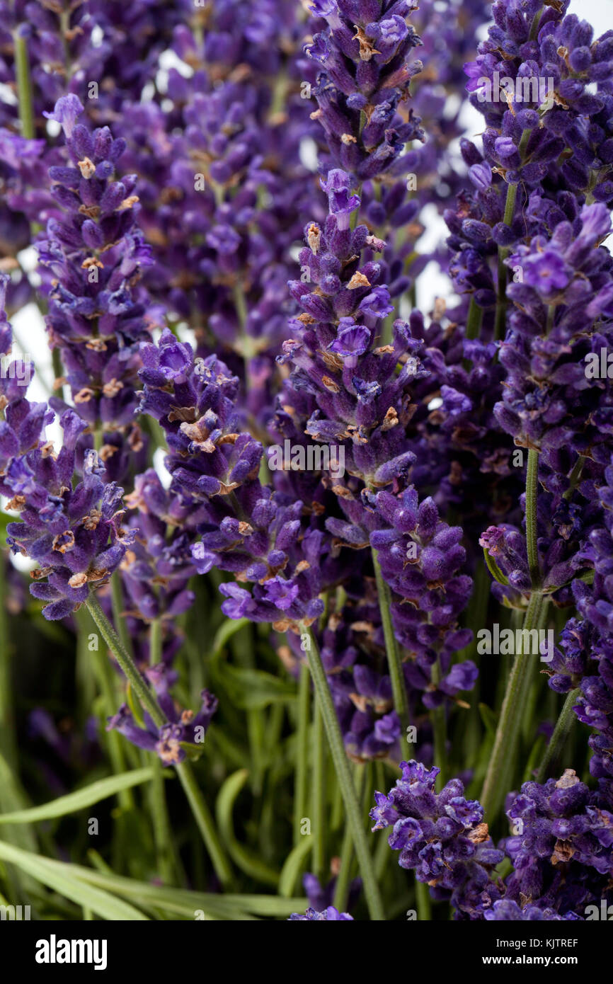Lavender isolated on white background Stock Photo - Alamy