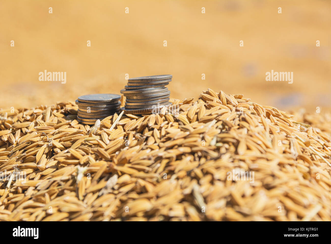 Stack of coin on brown uncooked rice, Thai rice background Stock Photo ...