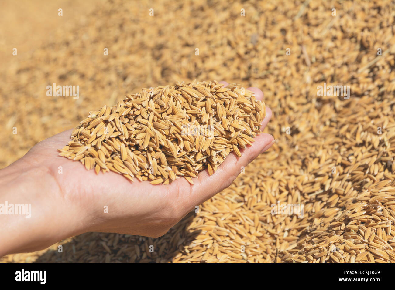 Hand holding brown uncooked rice, Thai rice background Stock Photo - Alamy