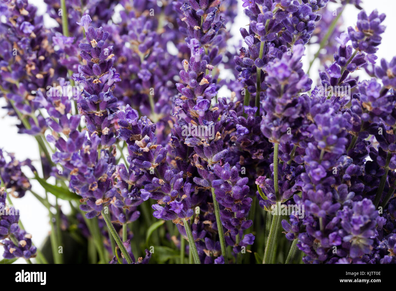 Lavender isolated on white background Stock Photo - Alamy