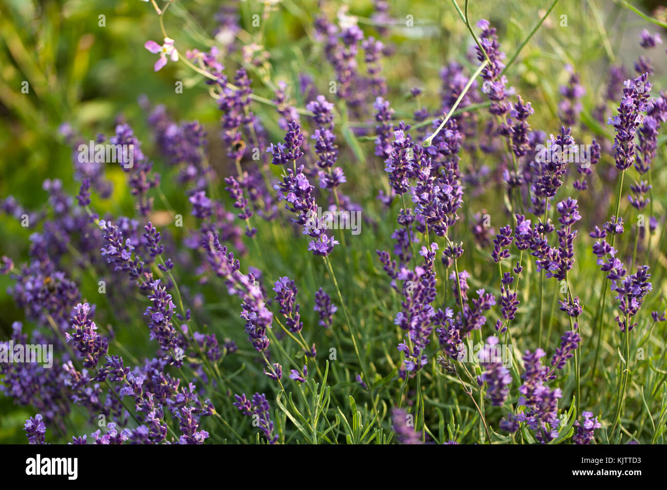 Close up lavender lace flower hi-res stock photography and images - Alamy