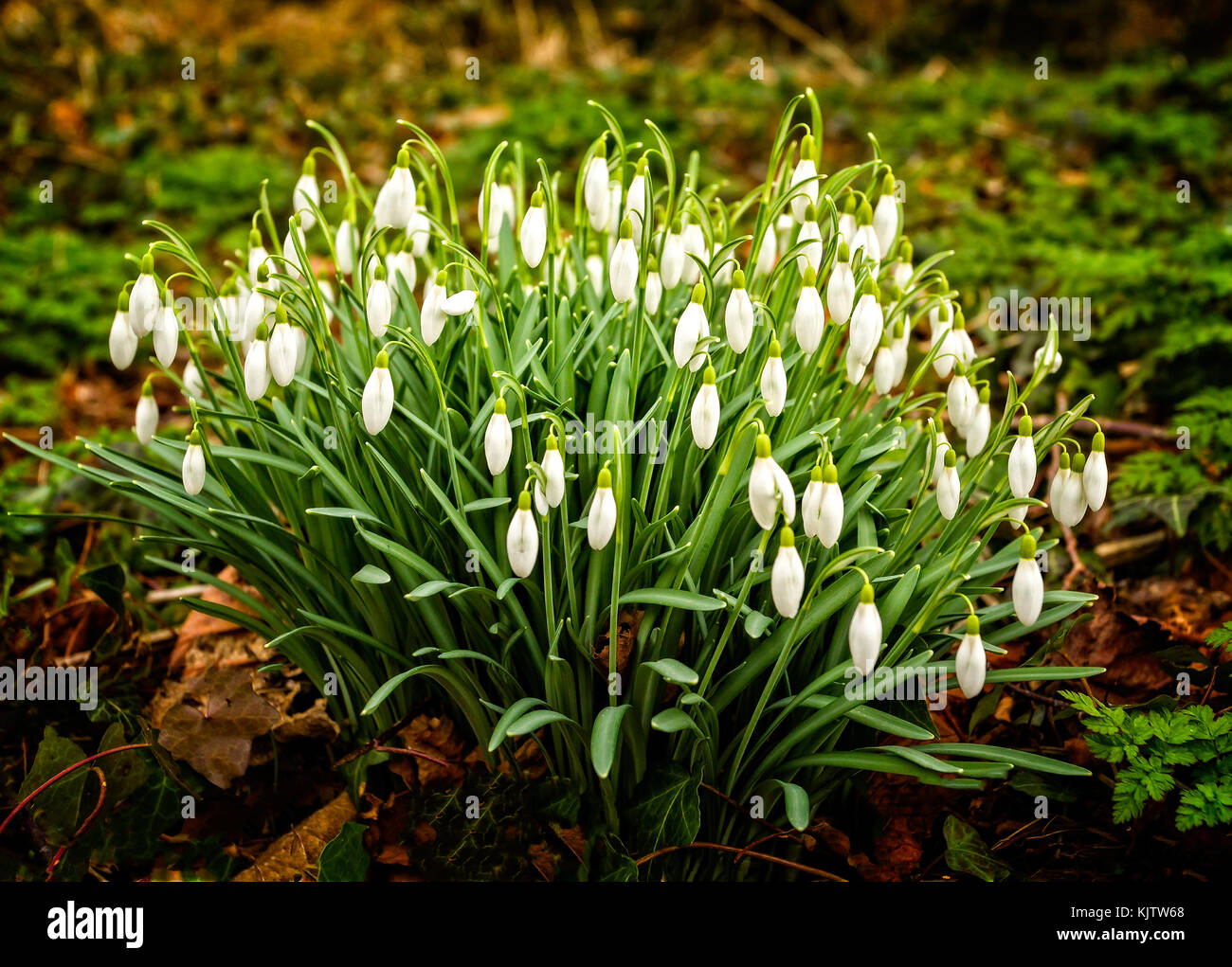 Cluster of wild snowdrops on woodland floor Stock Photo - Alamy