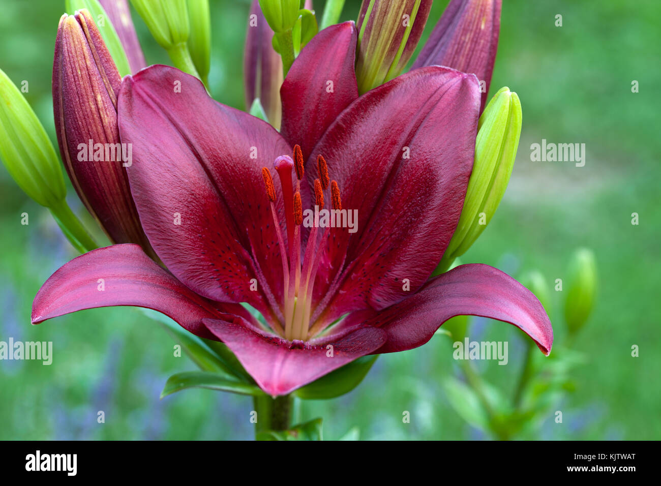 red lily flower in garden Stock Photo - Alamy