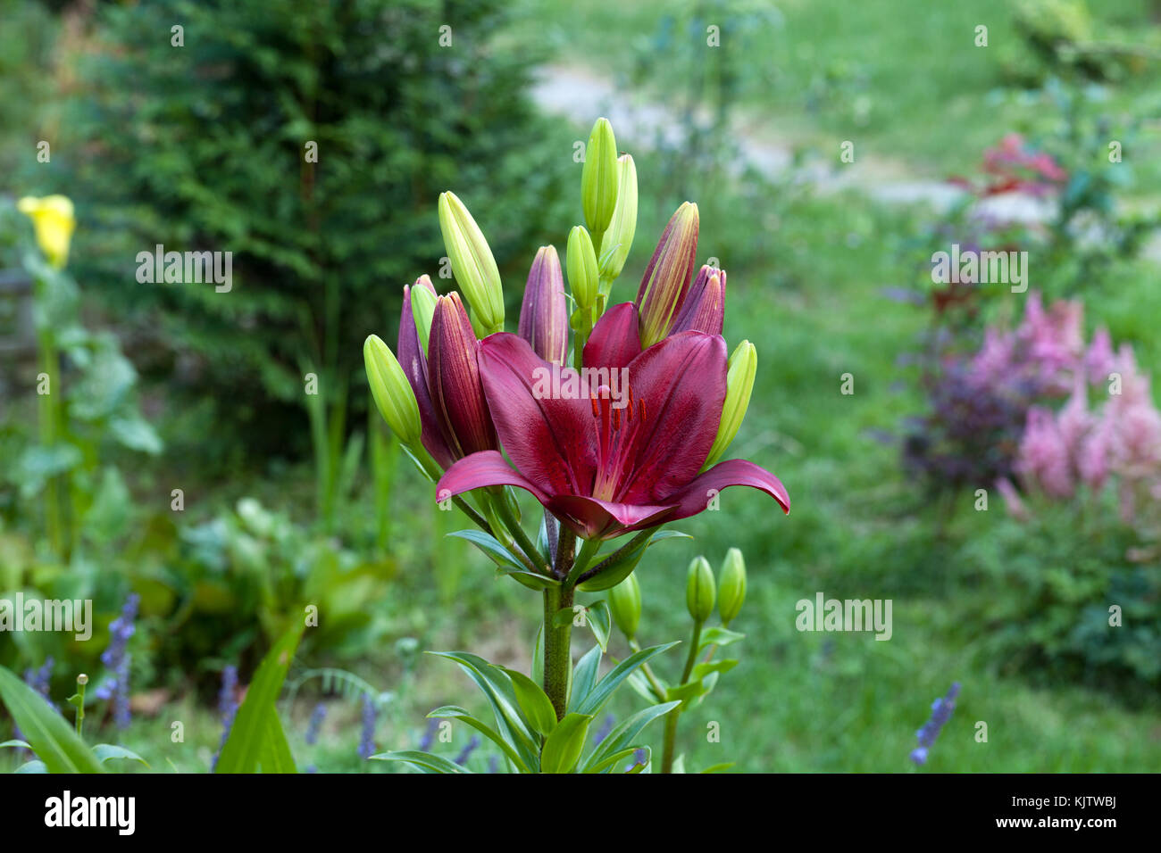 red lily flower in garden Stock Photo - Alamy