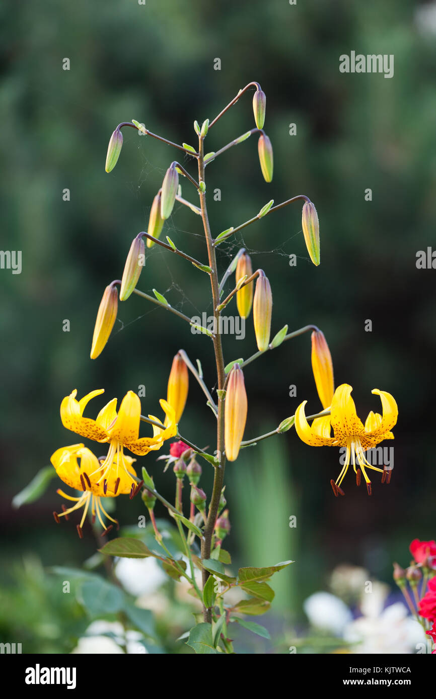 yellow lily flower in garden Stock Photo - Alamy