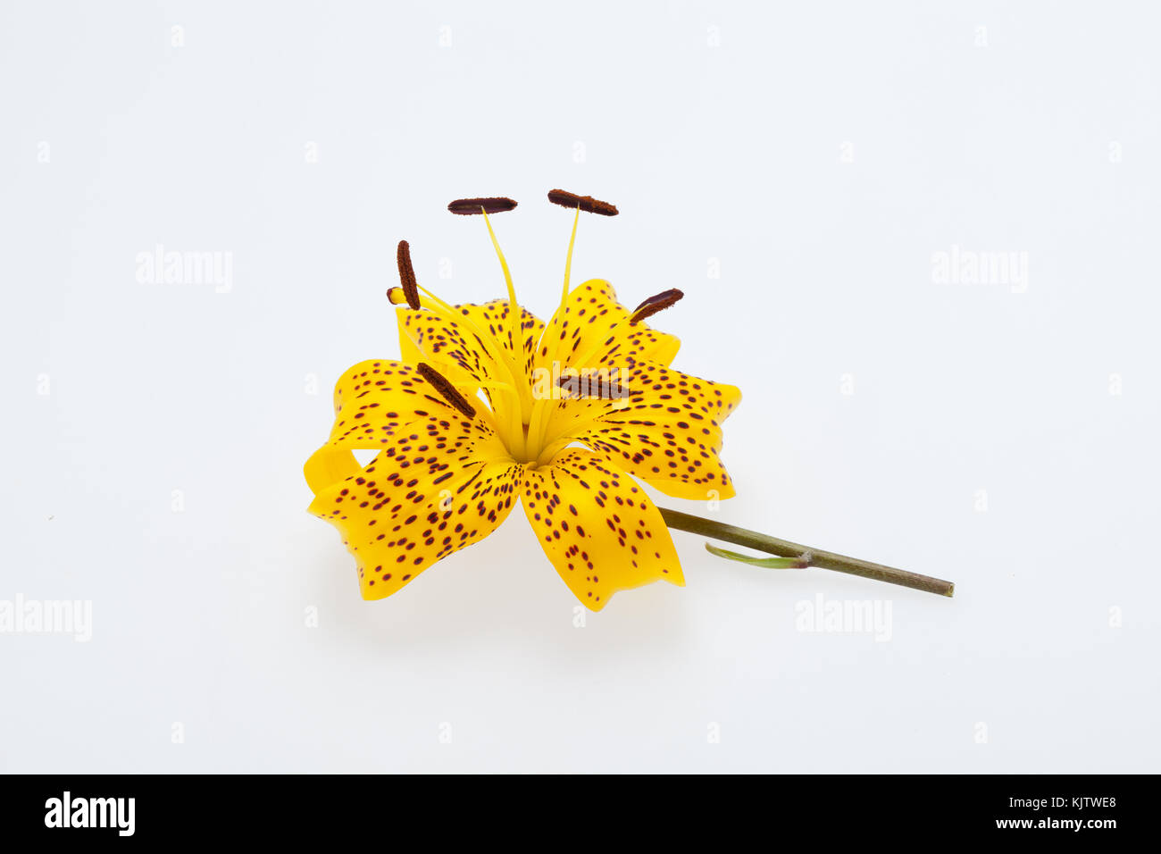 Single yellow lily flower head Stock Photo - Alamy