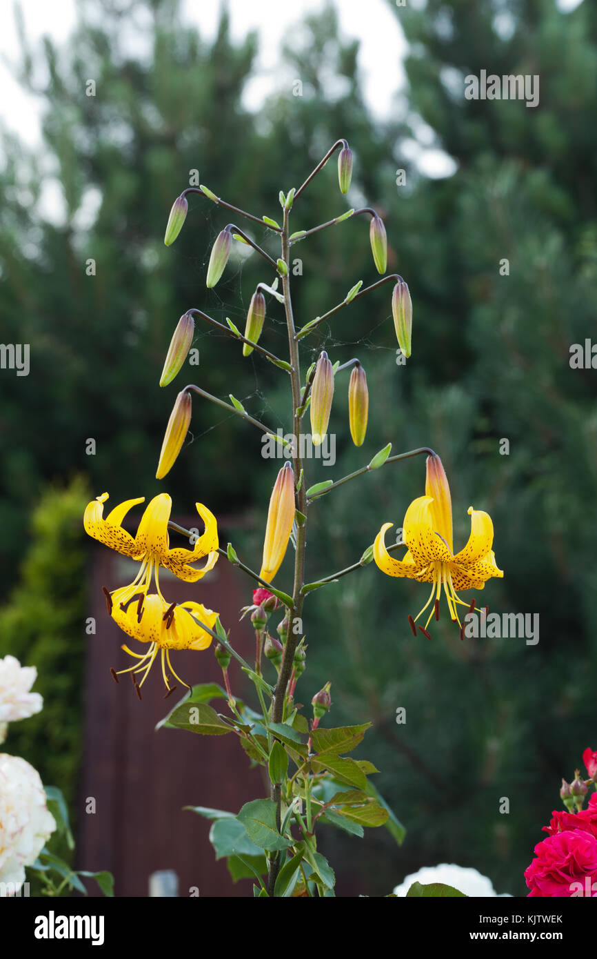 yellow lily flower in garden Stock Photo - Alamy