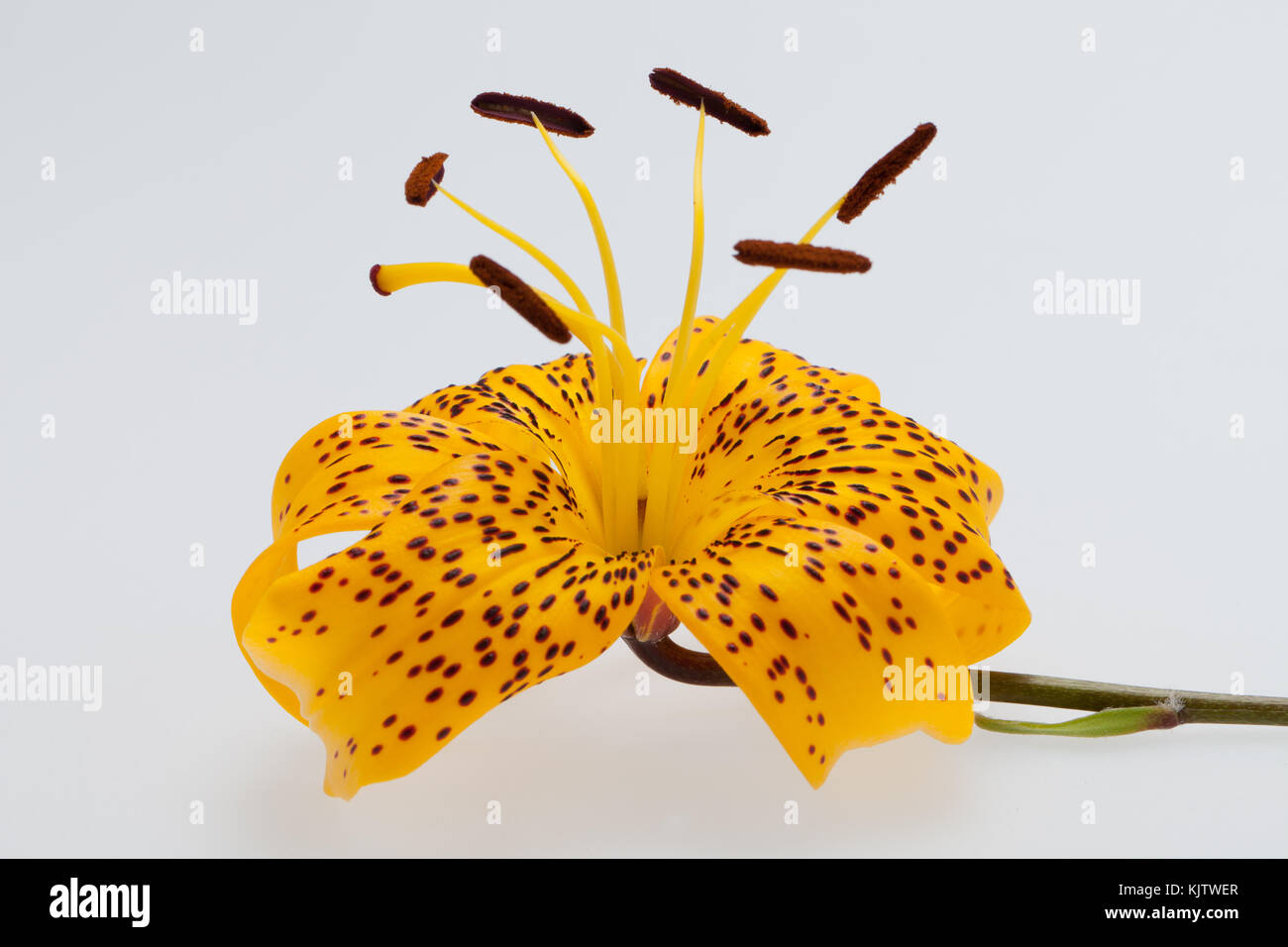 Single yellow lily flower head Stock Photo - Alamy
