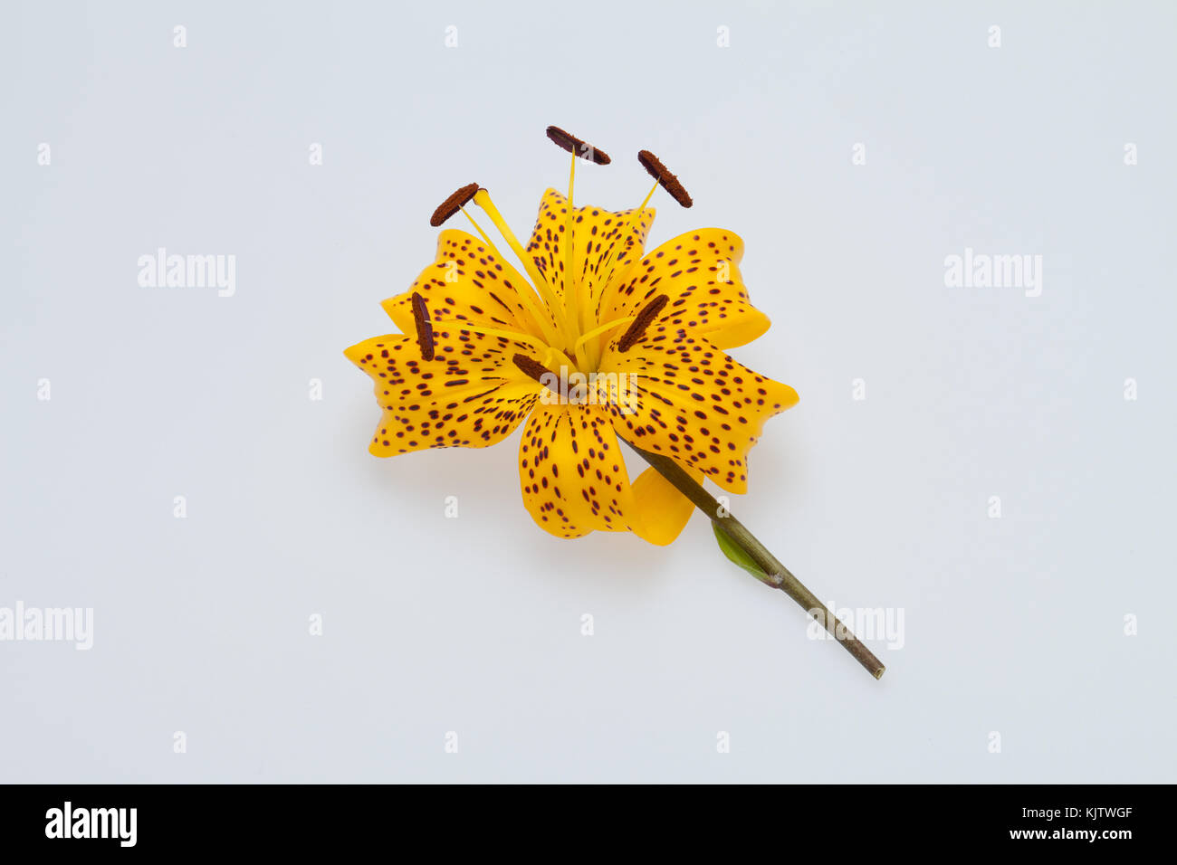 Single yellow lily flower head Stock Photo - Alamy