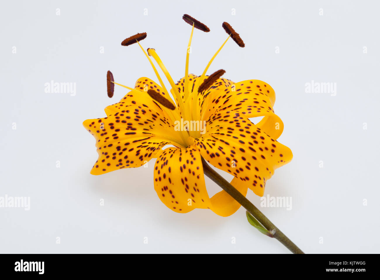 Single yellow lily flower head Stock Photo - Alamy