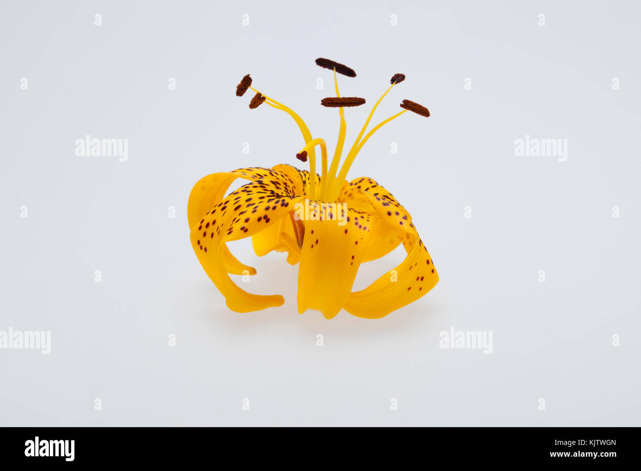 Single yellow lily flower head Stock Photo - Alamy