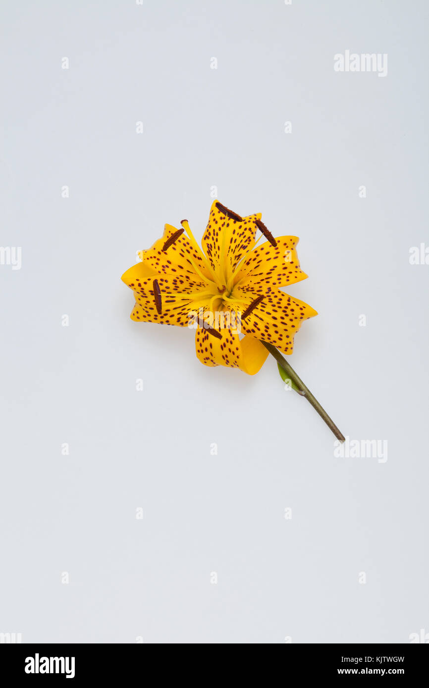 Single yellow lily flower head Stock Photo - Alamy