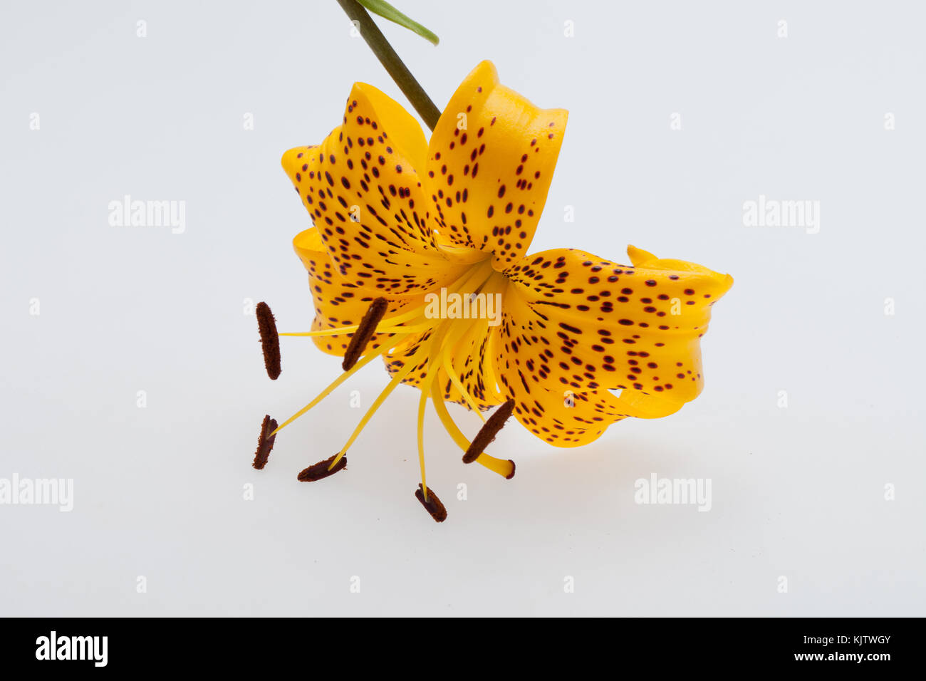 Single yellow lily flower head Stock Photo - Alamy