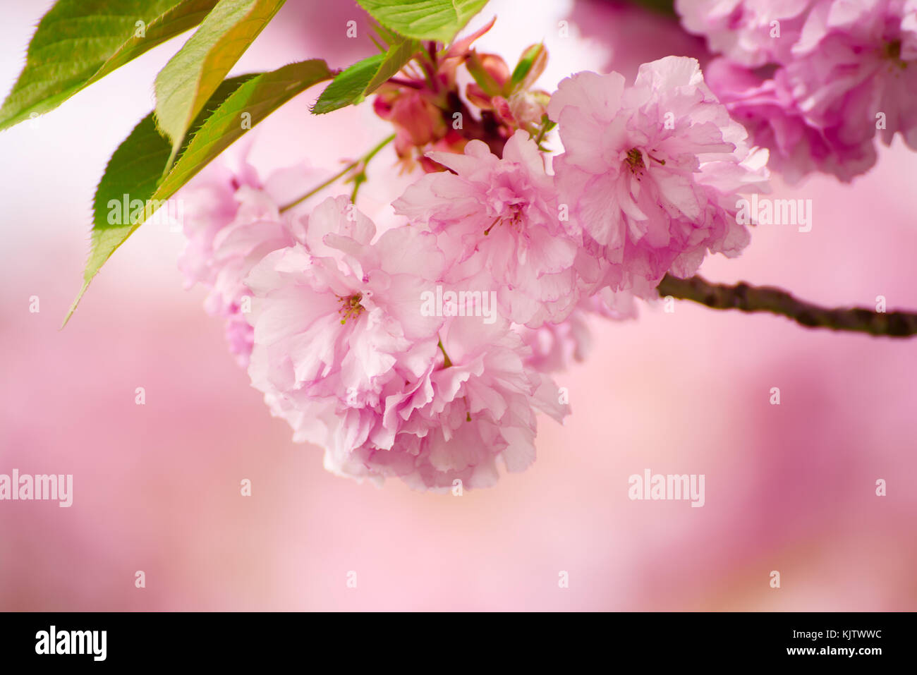 Sakura flowers blooming Stock Photo - Alamy